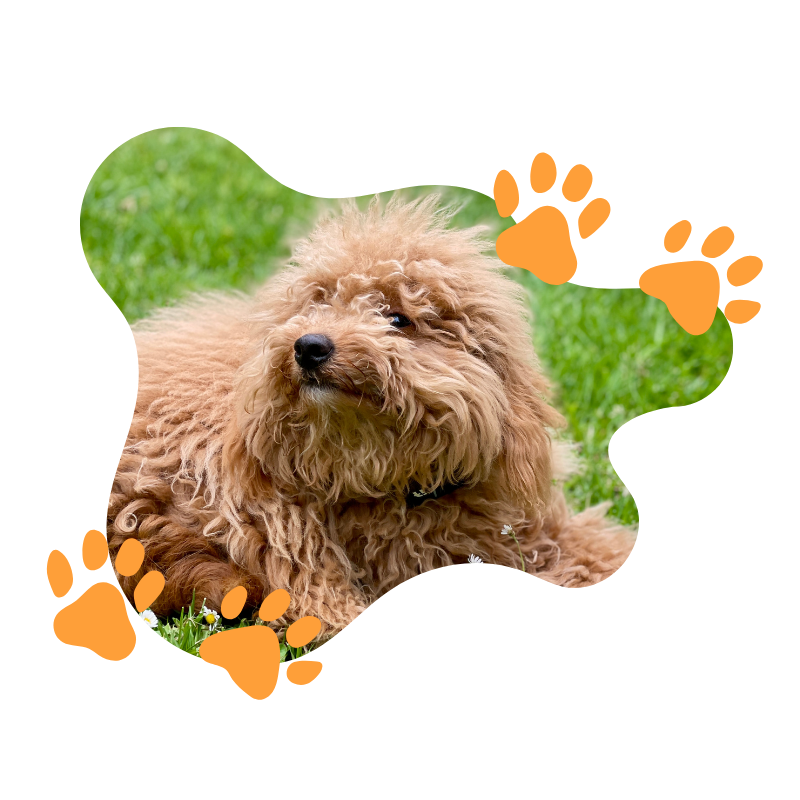 Services - CAMP PAWS